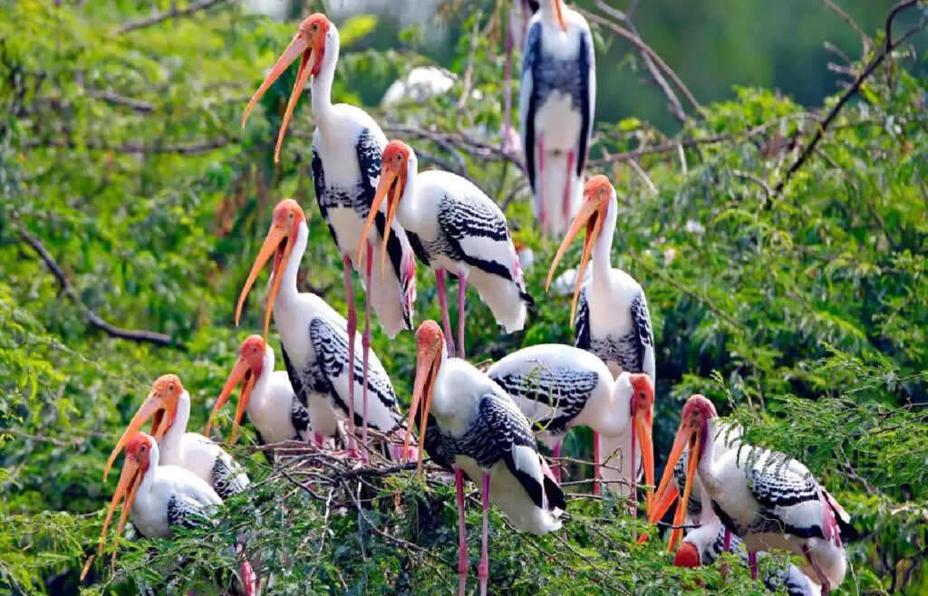 The Best wildlife Safaries to visit in Kerala – Select India Holidays ...